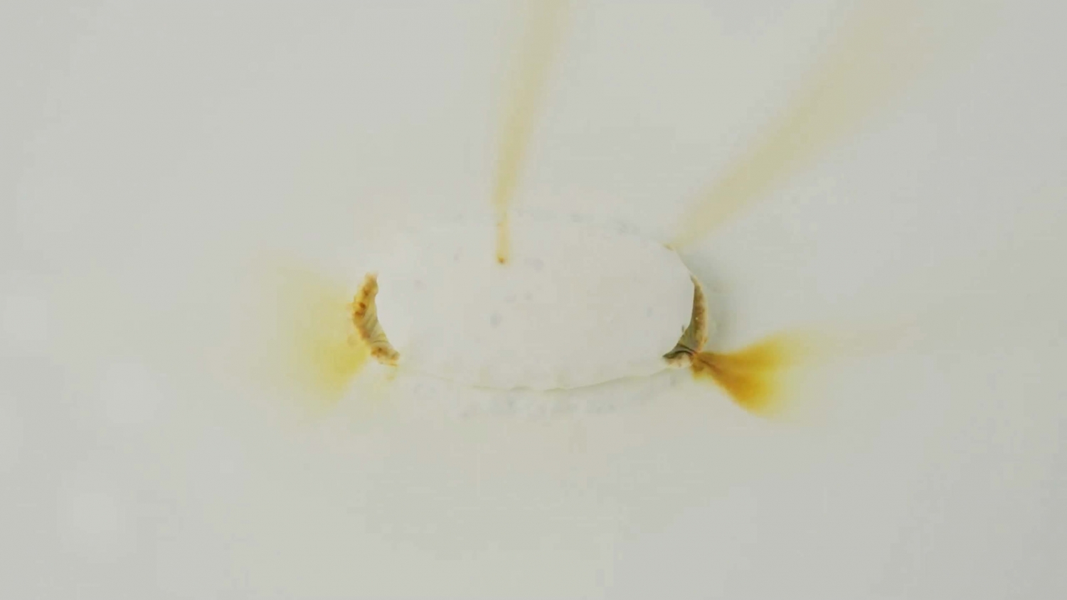 助力下一代抗体偶联药物（ADC）研发的高纯度PEG连接子全球领导者 – Watson(沃森)